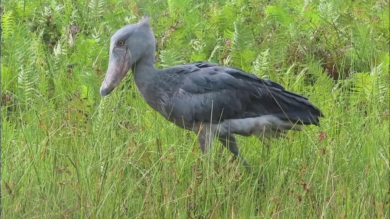 watch with me the shoebill as it goes hunting in the mabamba swamps ...