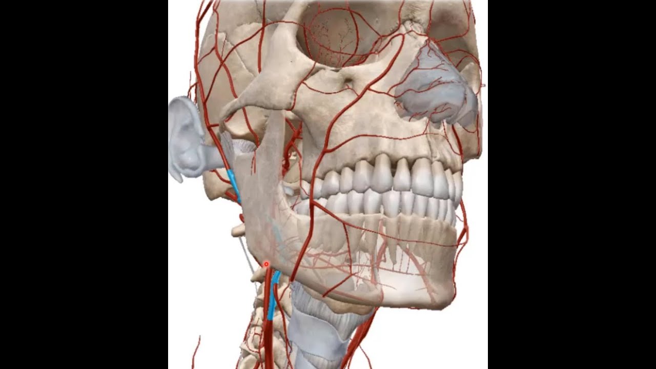 ANATOMIE FMPM VASCULARISATION - YouTube