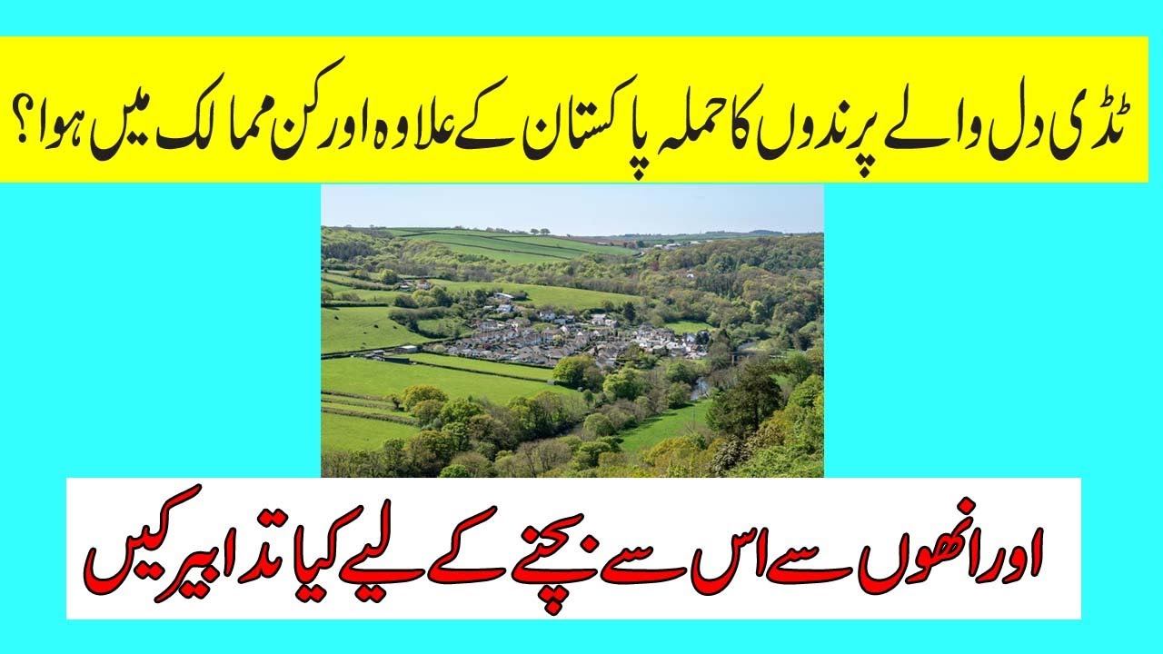pakistan me taddi dull hamla aur us se bachao ka tarika - YouTube