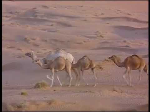 Çöl hayvanları - Desert animals
