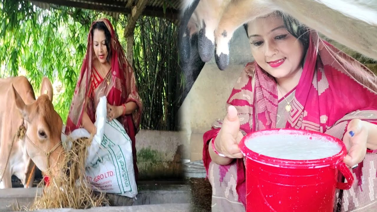 woman cow milking In India || Village woman cow milking by hand ...