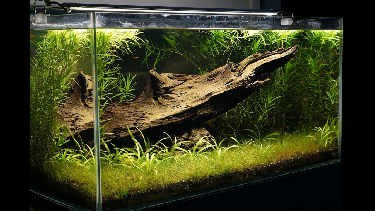 About 60 Galaxy Rasboras in a planted aquarium - YouTube