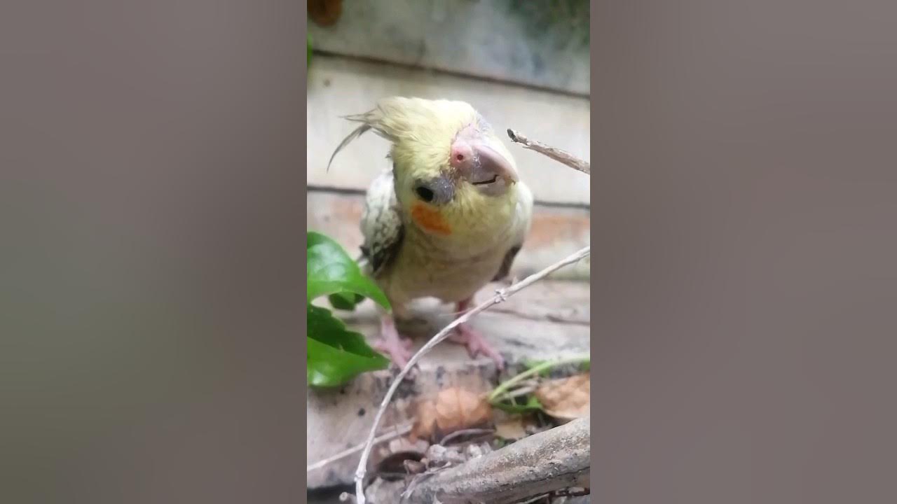 The way she stares curiously at the camera!! #bird #cockatiel #parrot #pbfd - YouTube