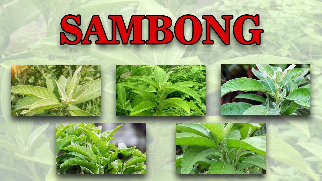 Sambong Health Benefits: How Does It Help? - YouTube