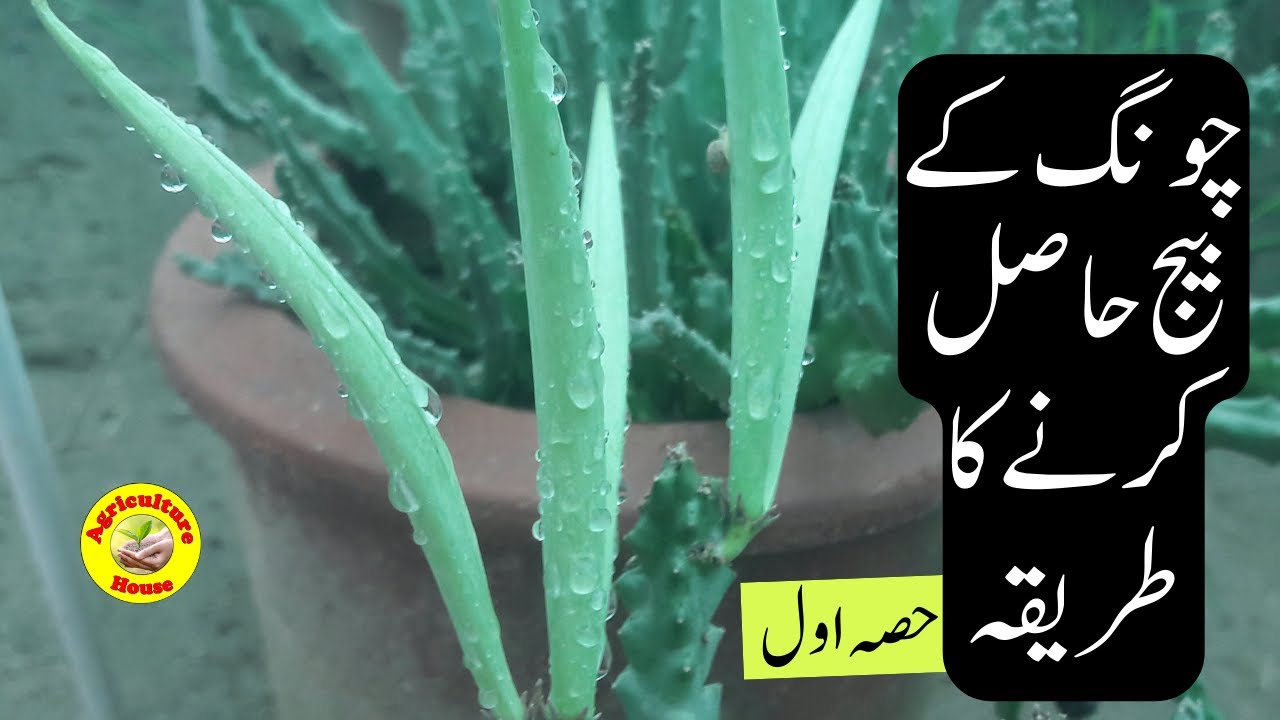 How to Get Caralluma seed/ Caralluma seed production (Part 1) - YouTube