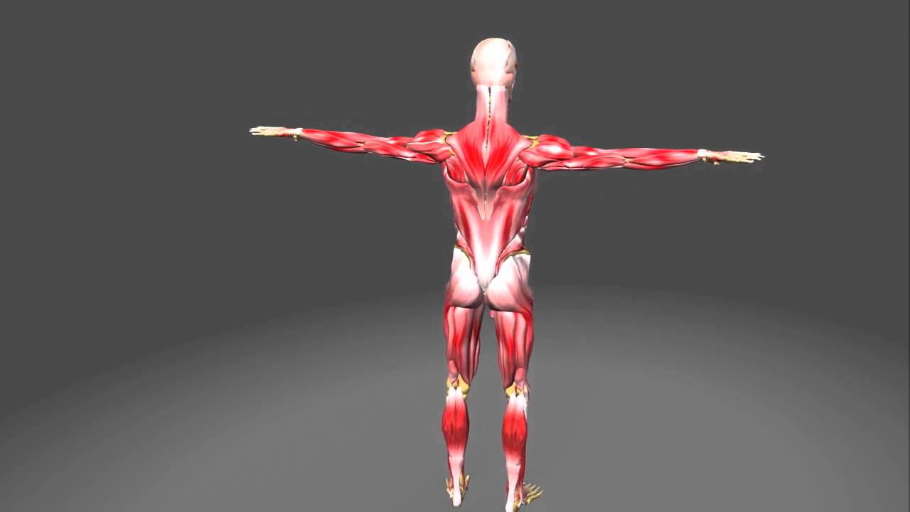 Human Body Complex 3D Model v2 - YouTube