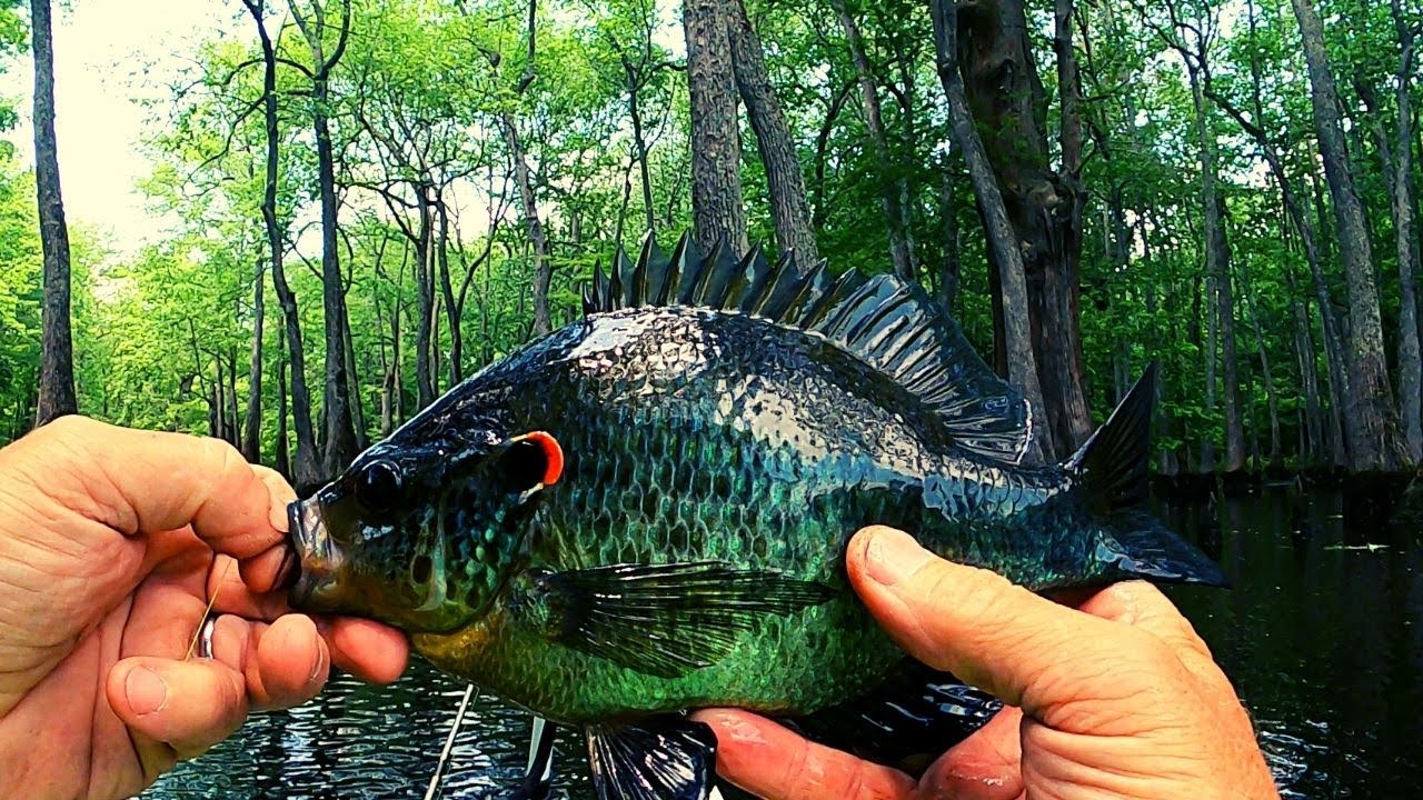 Bluegill and red ear fishing - YouTube