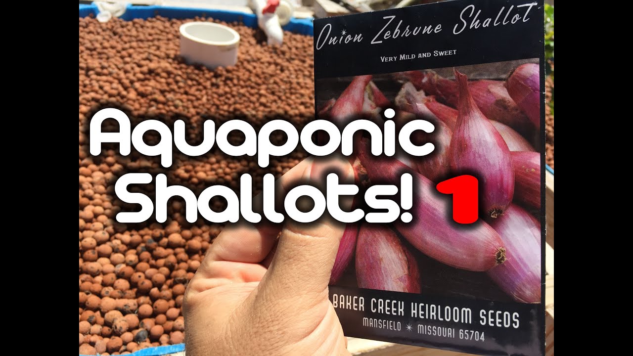 Aquaponic Shallots 1 - (Planting) - YouTube