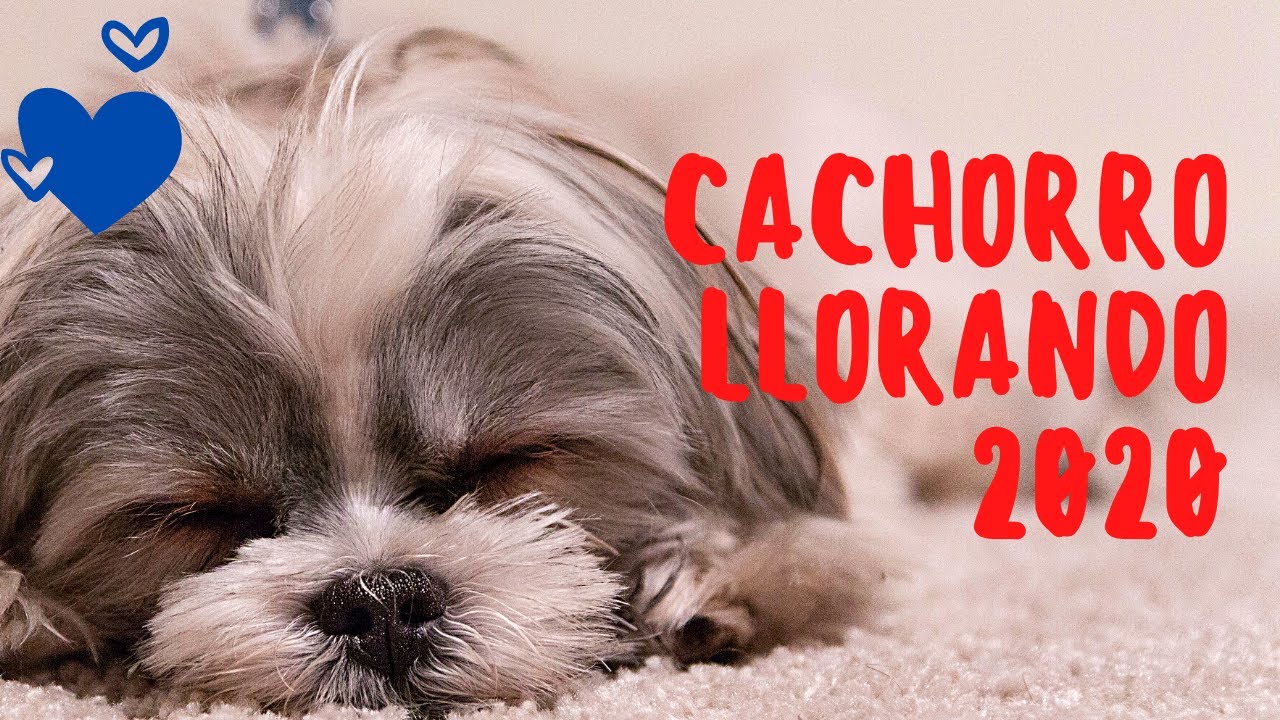 🧿efecto de sonido PERRO LLORANDO🧿[crying dog sound effect][AUDIOS Y ...