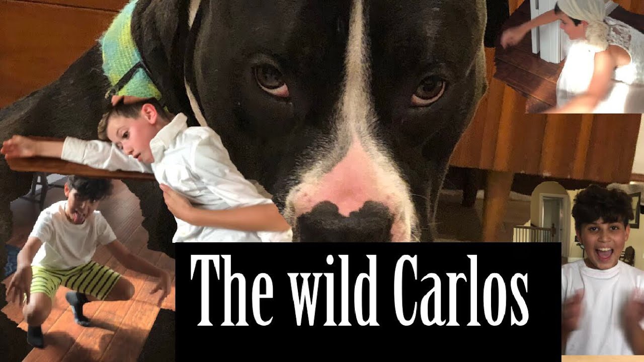 The Wild Carlos| Documentary | Us Being Stupid | TDS - YouTube