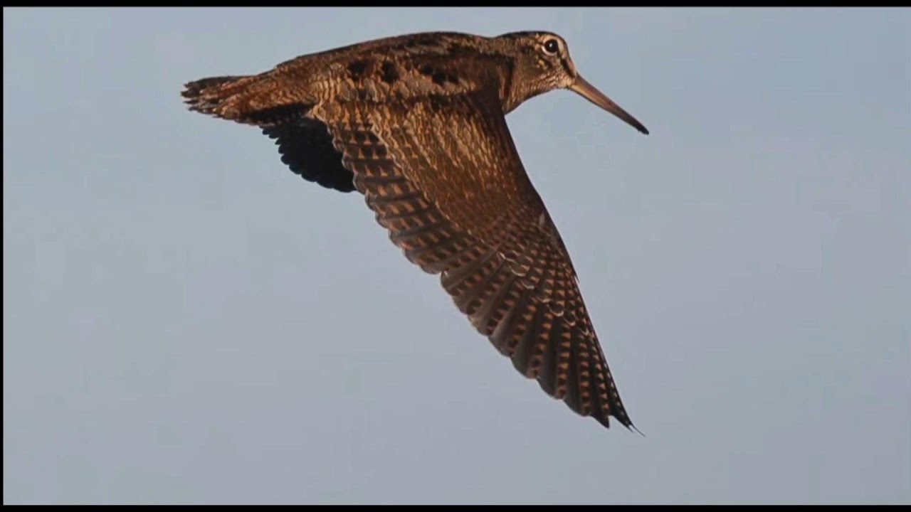 Weekend Showcase: Tracking the Timberdoodle at Eastman Nature Center ...