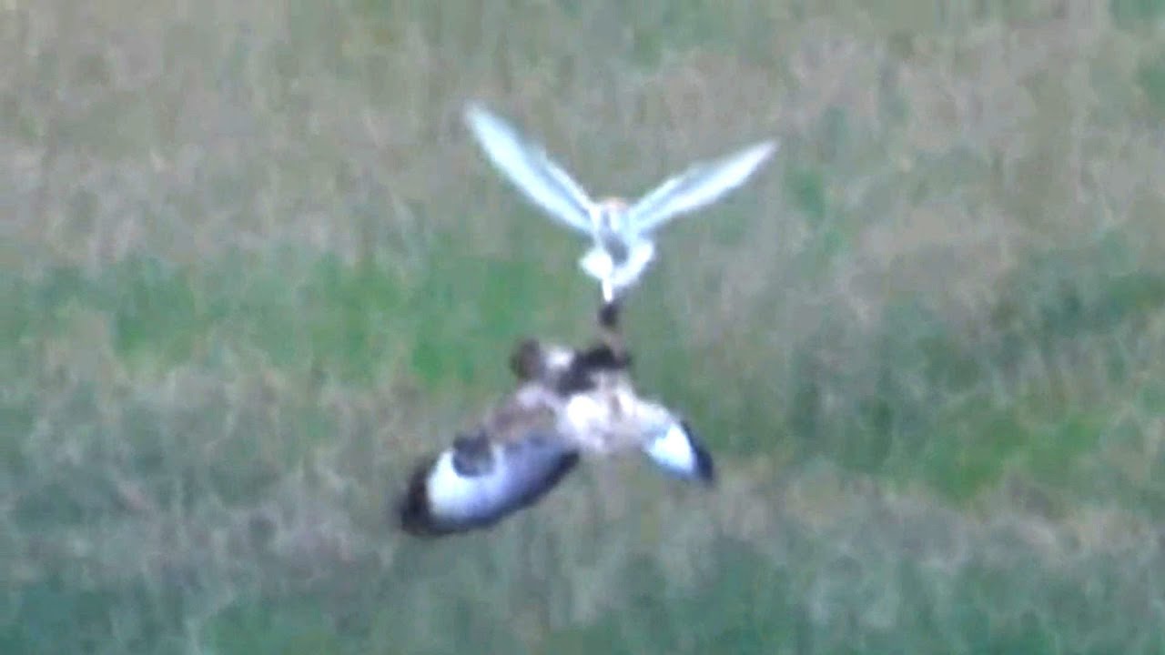 Barn Owl mugged by a Buzzard - YouTube