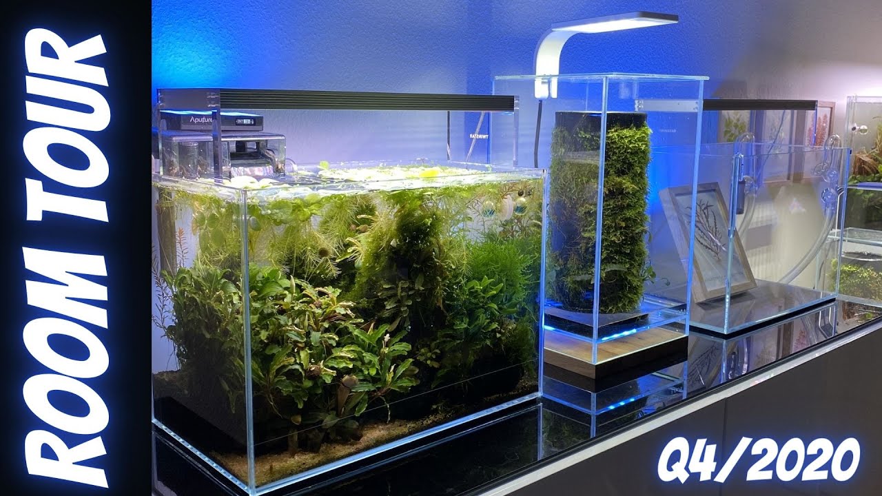 Komplette 😮 Aquarien Room Tour 😍 Alle meine Aquarien, Fische 🐠 Terra ...
