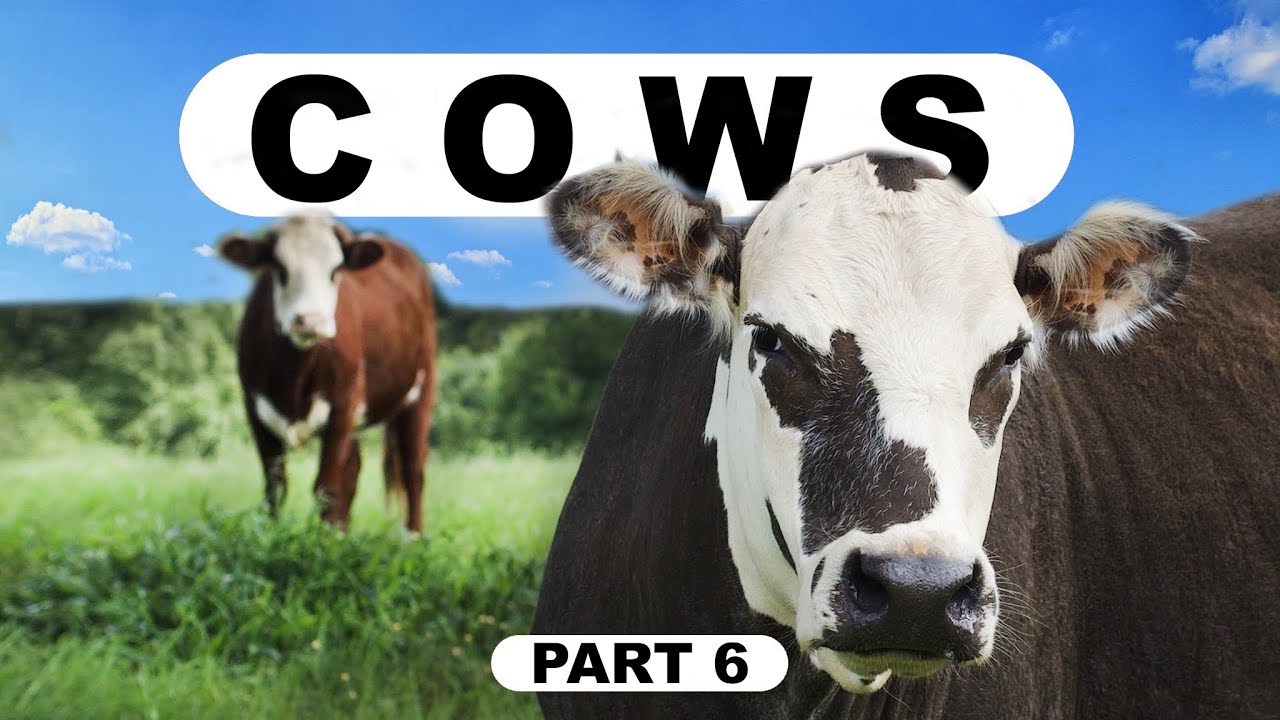 Cows walking sound effect / cow sound / cows walking / cow - YouTube