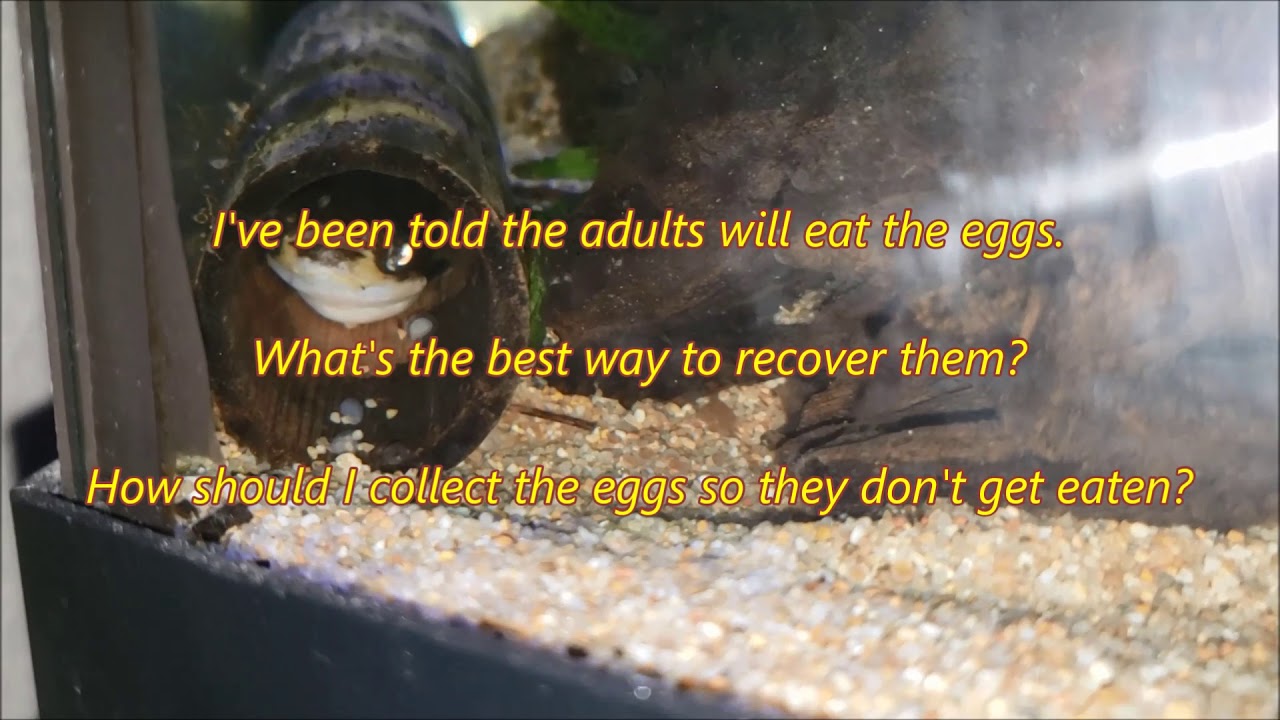 Auchenipterichthys coracoideus first recorded spawn - YouTube
