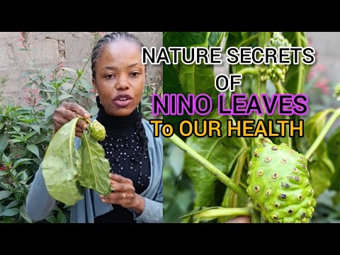 How To Use Noni Leaves For Arthritis