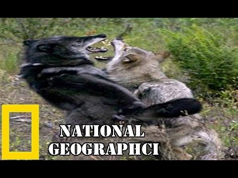 The Most Extreme Predators - National Geographic - Animals Documentary ...