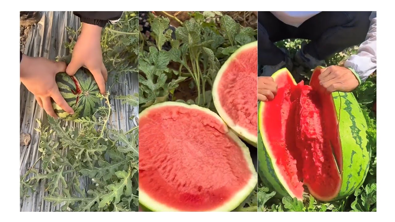 Top 10 Amazing Method Watermelon Cutting - YouTube