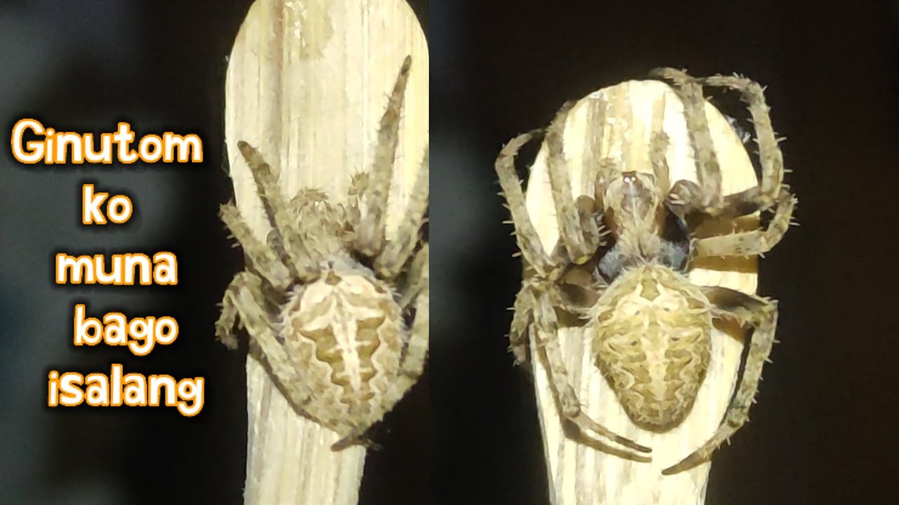 Philippine Spider Fight Sabik sa laban kasi gutom!! - YouTube