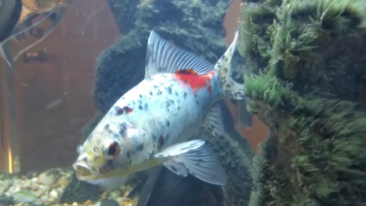 Shubunkin Goldfish Angelfish Sharks living in Harmony at 77f deg ...