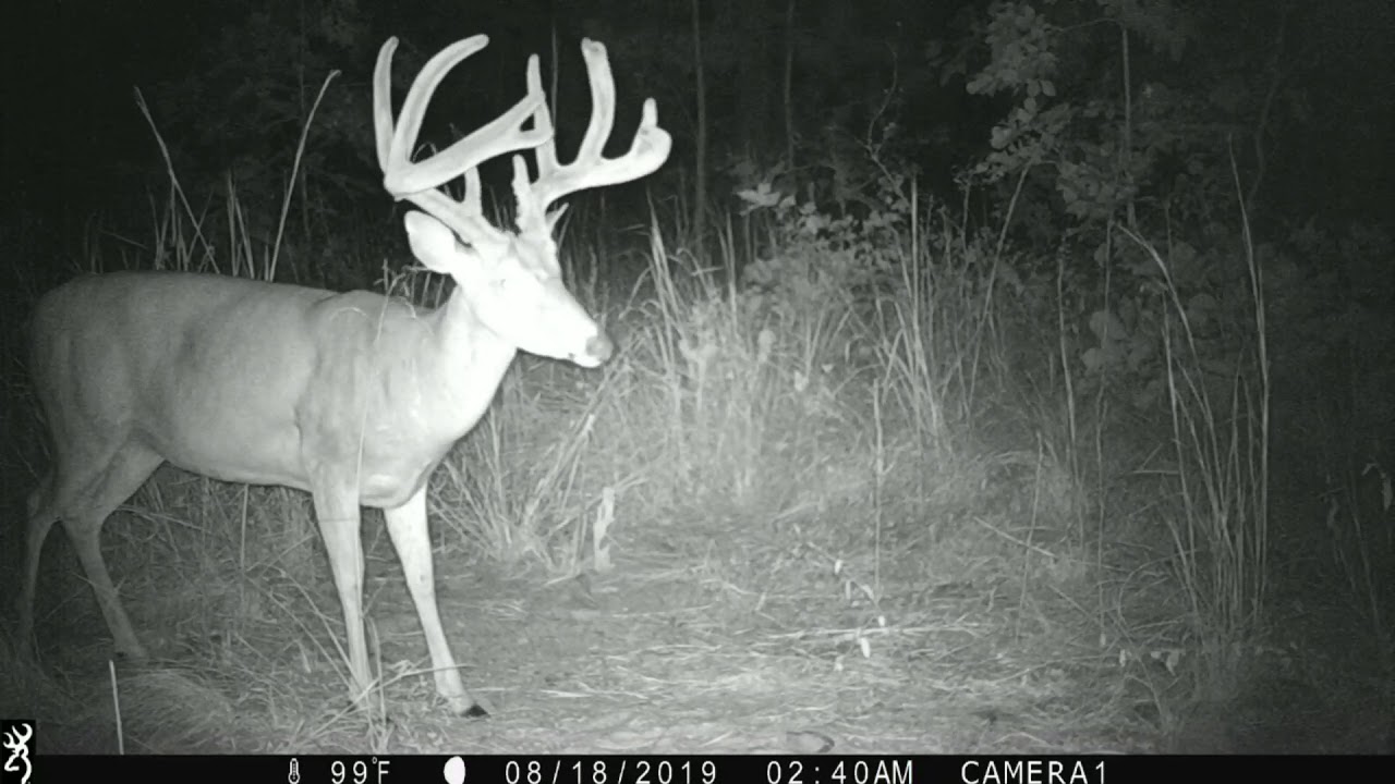 Antler Edge whitetail attractant - YouTube