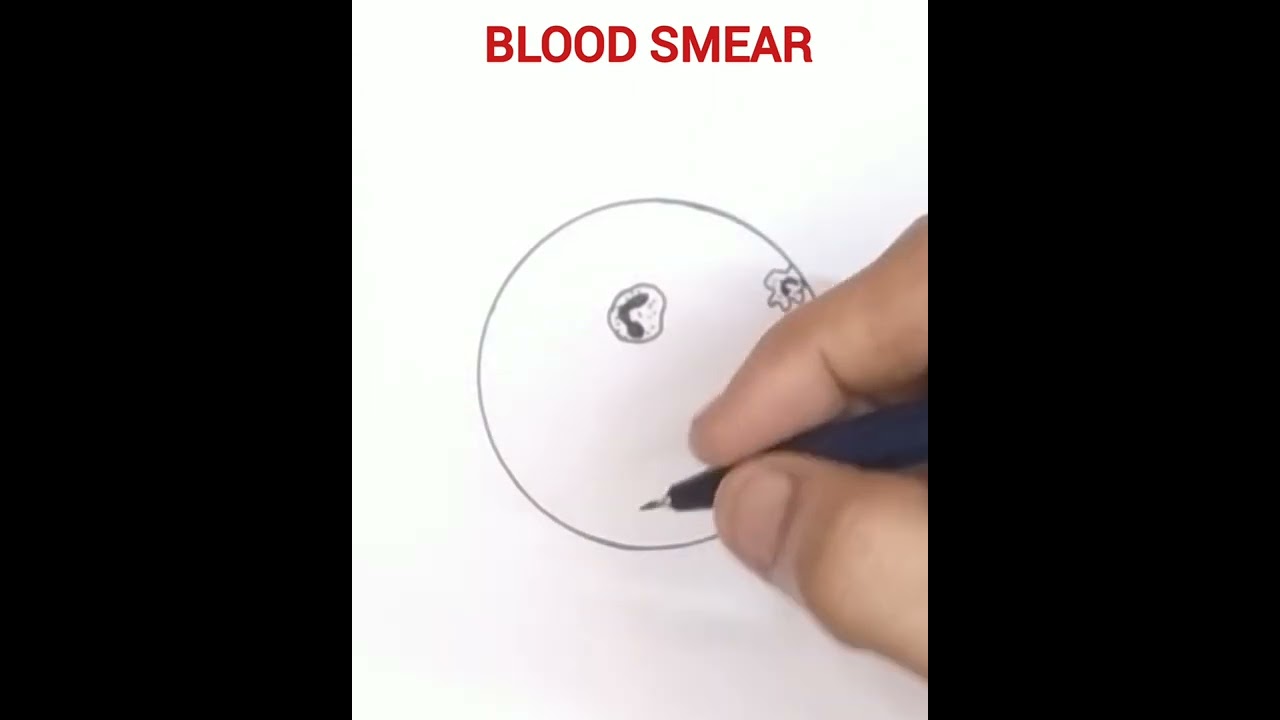 How to draw blood smear easily - YouTube
