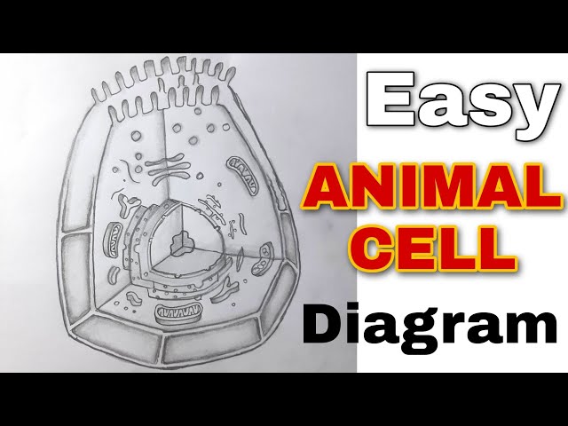 Animal Cell Diagram 9th Grade
