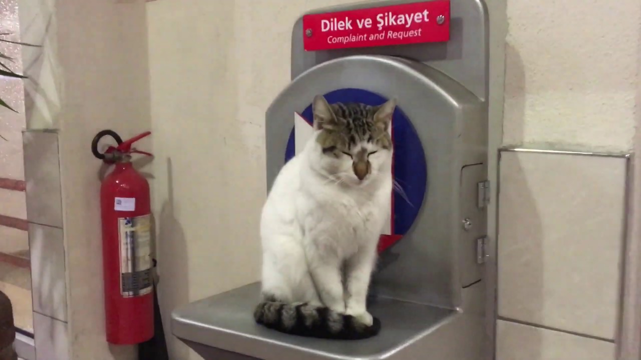 Cat as a subway officer in Istanbul - YouTube