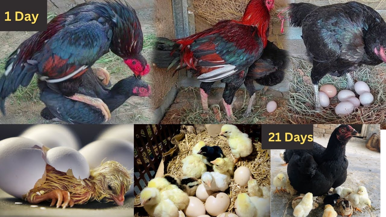 How A Chick Born From A Egg | Young hen hatching eggs to chicks first ...