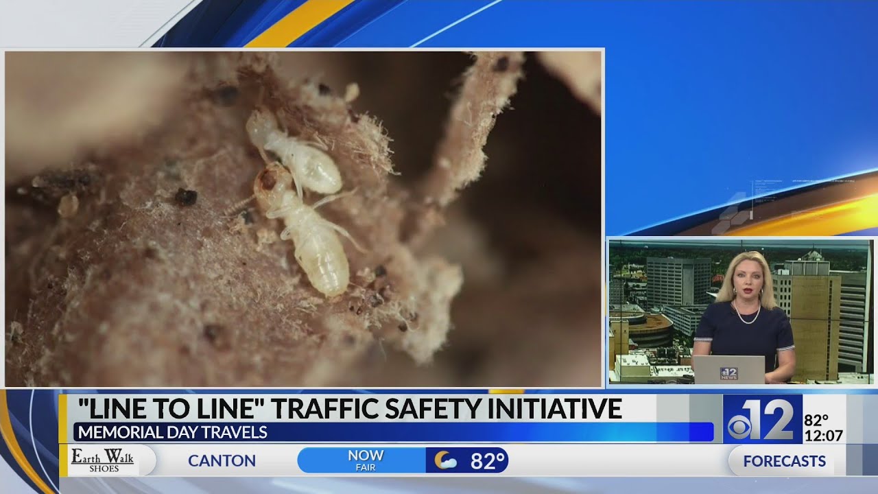 Termites swarm in the South as their mating season begins - YouTube