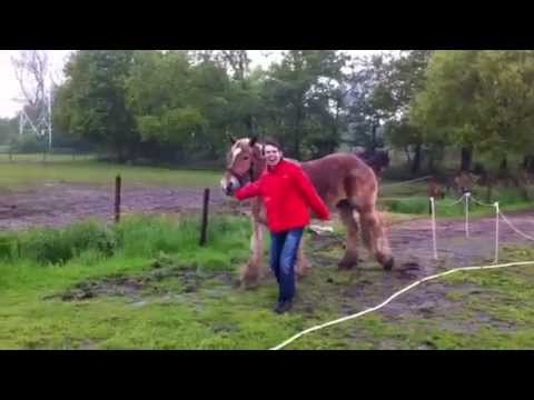 ResQ-team: Wim plaatst paard in paardenjacuzzi