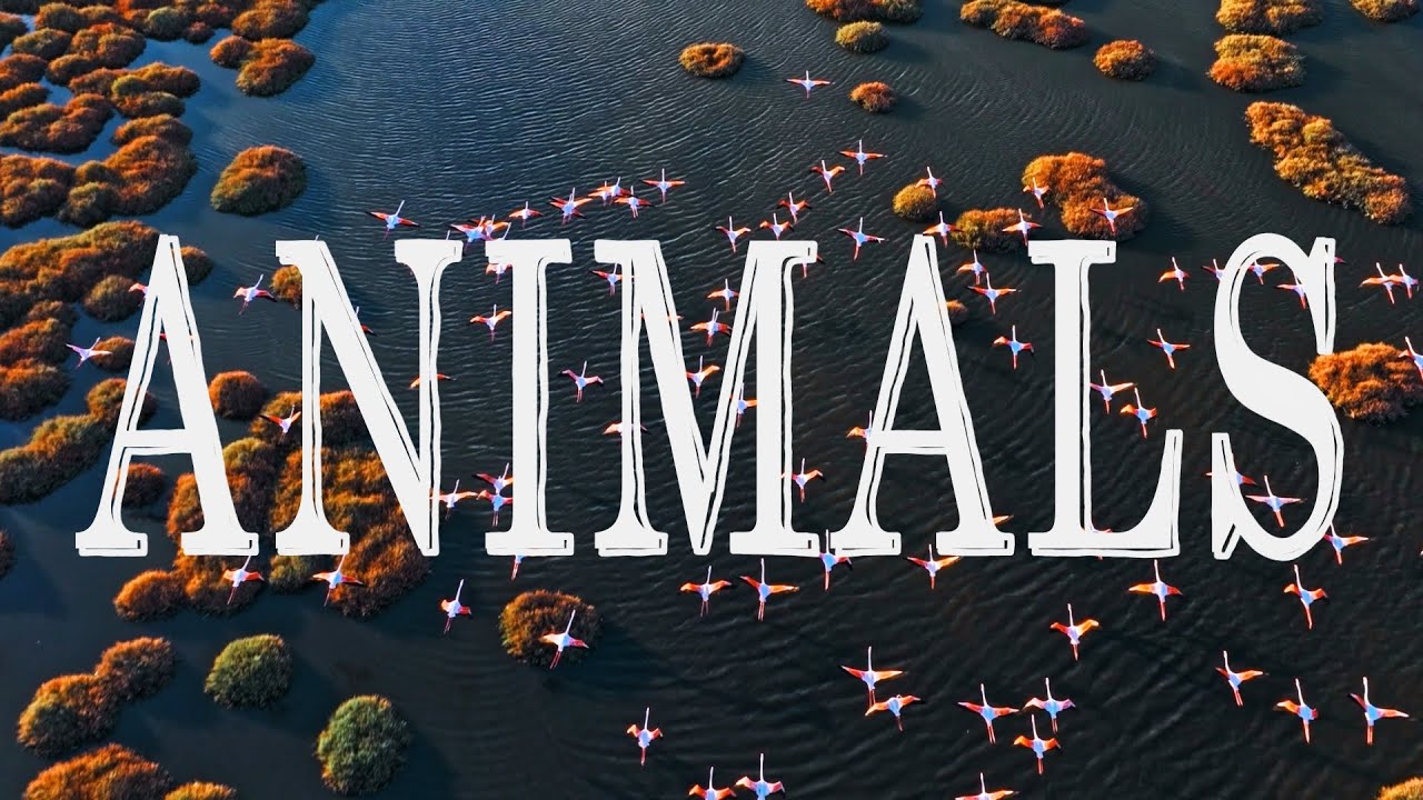 Animals - Short Film - YouTube