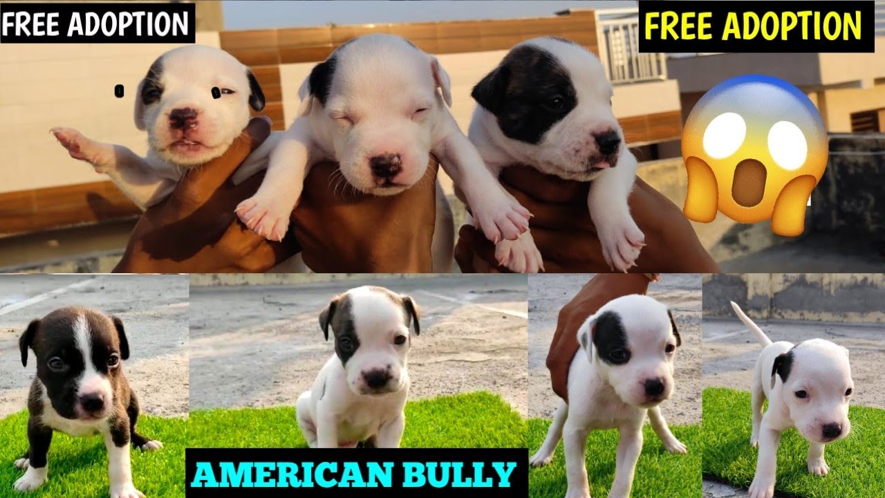 free dog adoption | American Bully puppy available for adoption 😱 - YouTube