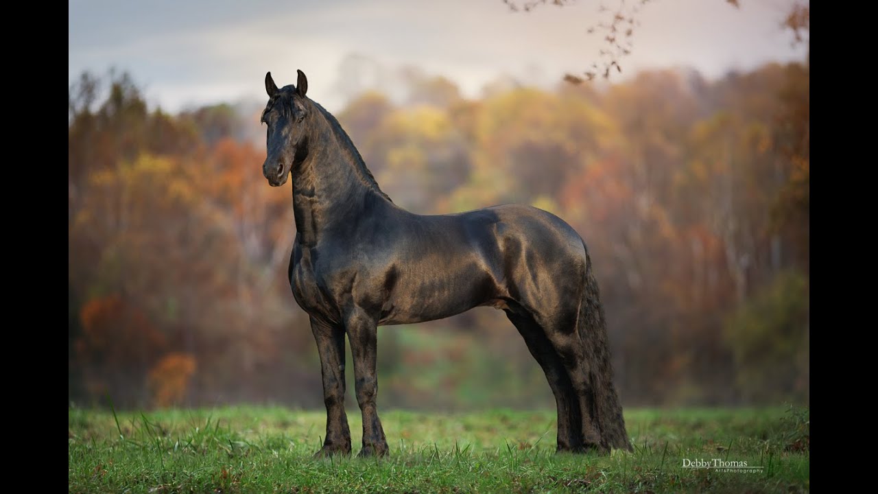 "Galahad KGF" -FHANA Ster Stallion and IFSHA World Champion - YouTube