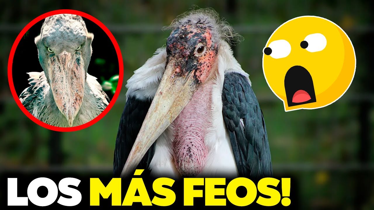 Las aves más inusuales y feas del mundo: ¡Especies raras, extrañas y ...