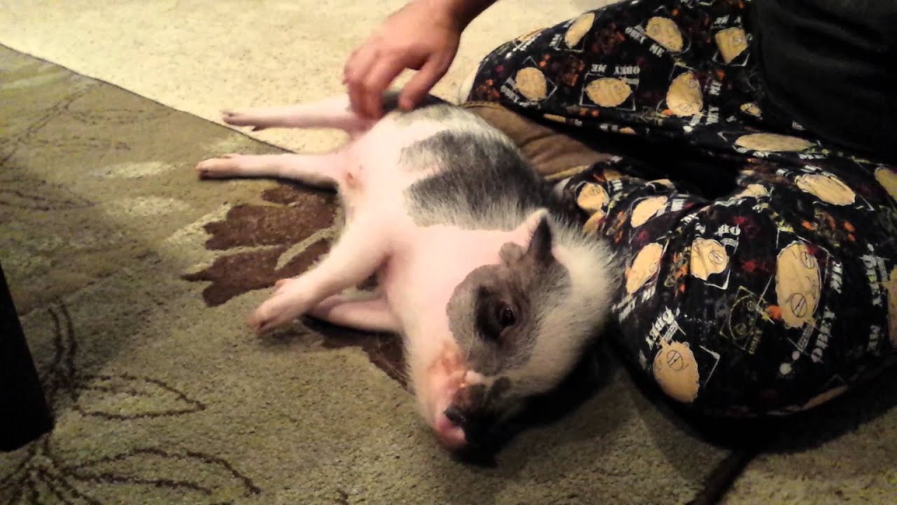 Finnegan the mini pig loves a good scratching - YouTube