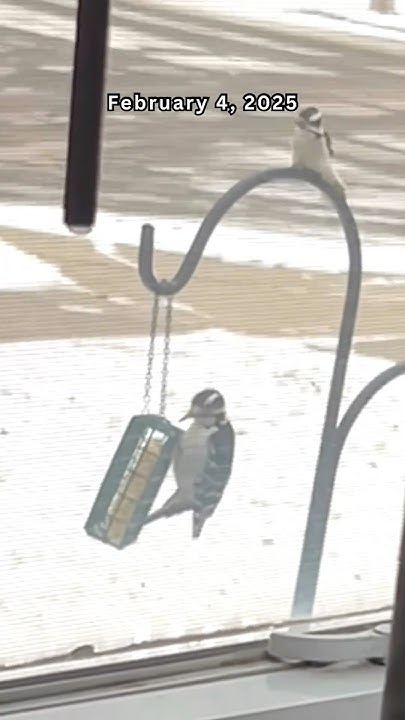Couple Visitors At The Bird Feeders #birds #birdslover #nature - YouTube