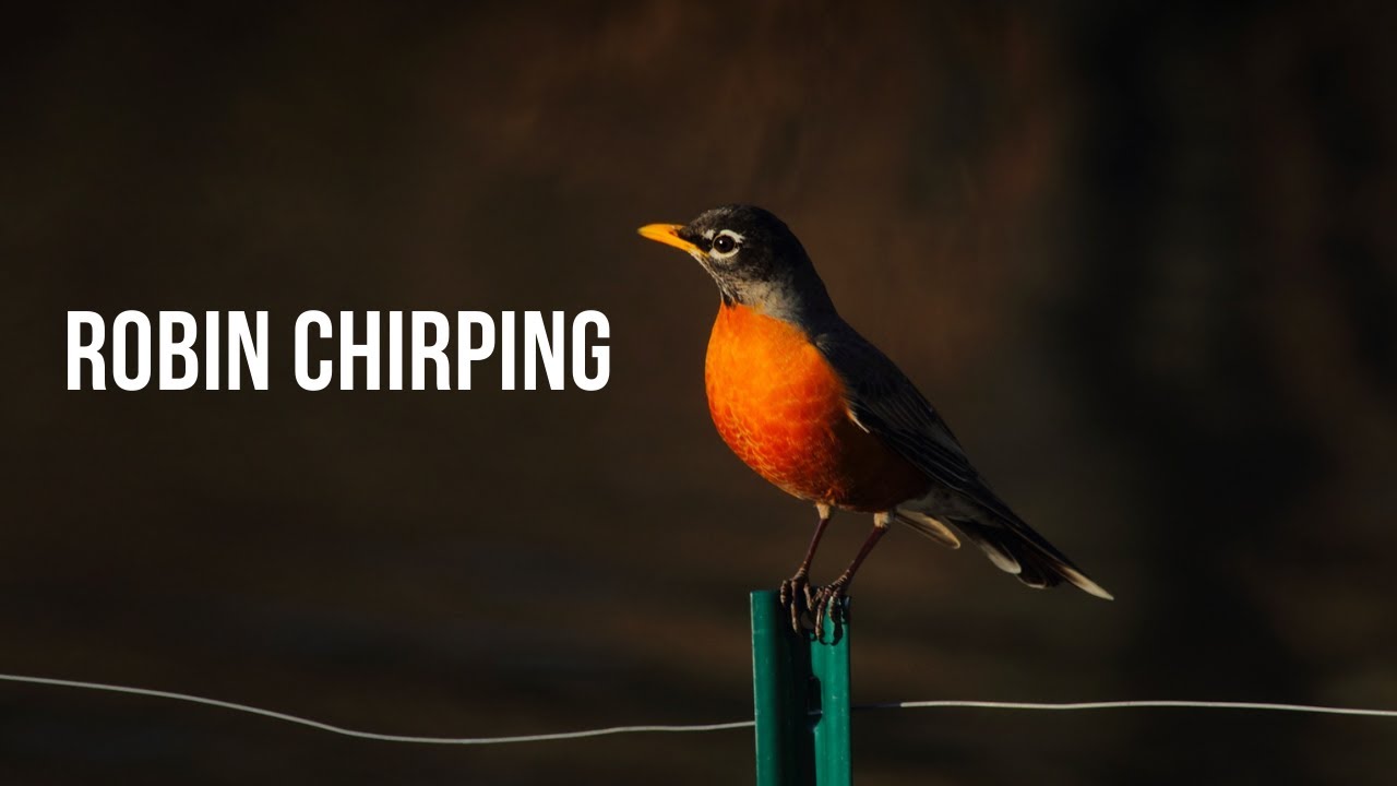 Robin Chirping - Relaxing Nature Sounds - Birds Chirping - Relax, 5 ...