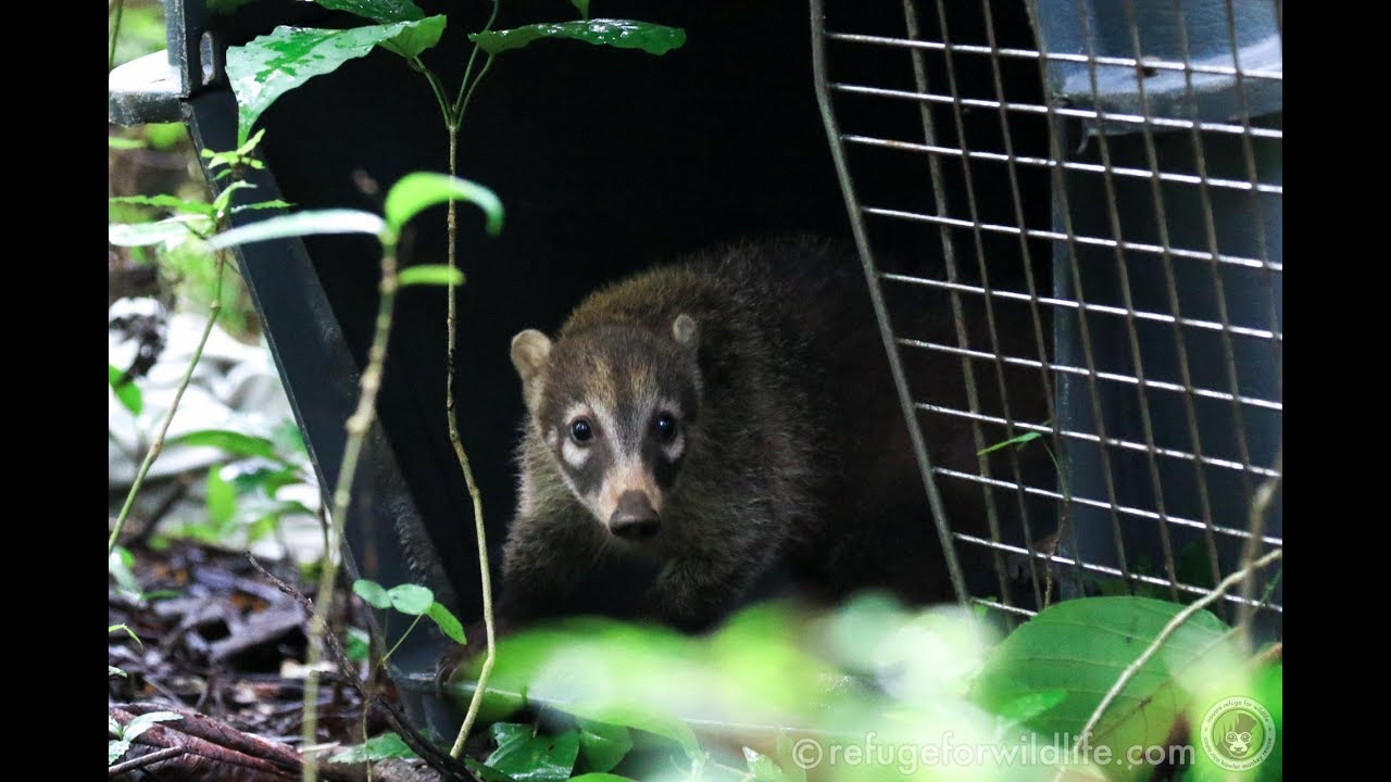 Orphaned Coati (Pizote) Released in Costa Rica - YouTube