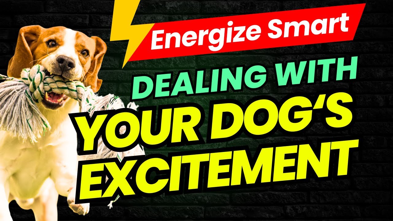 Unraveling Canine Excitement: Understanding & Managing Dog Energy ...