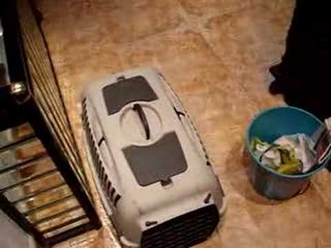 Preparacion a Matanza de Gallinas