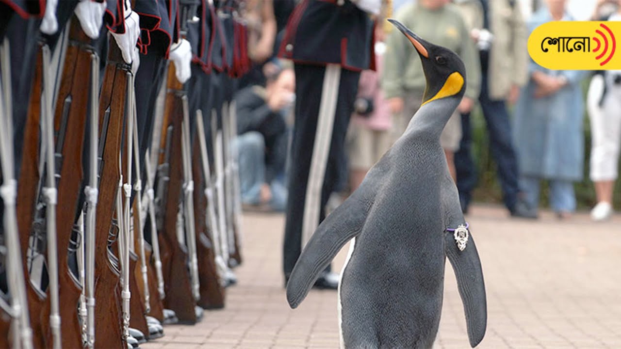 This penguin becomes an Army officer | Sangbad Pratidin Shono - YouTube