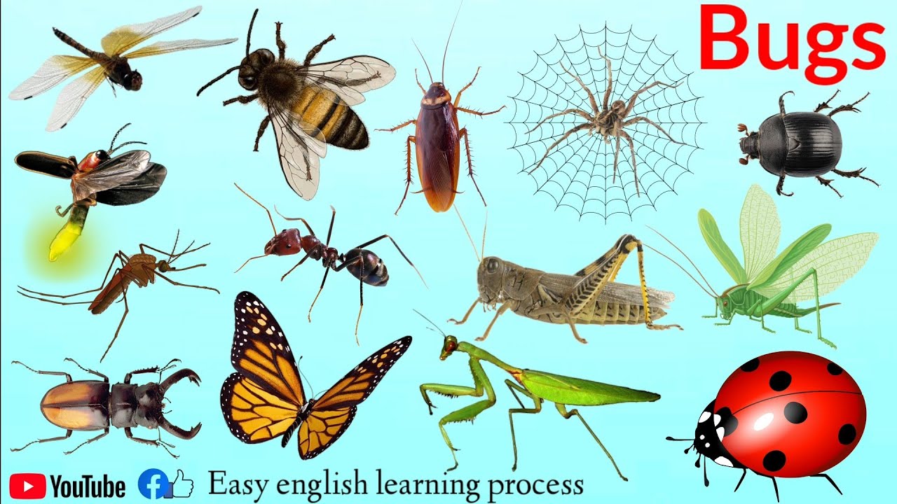 Bugs Vocabulary | Bugs Name In English | Bug |Bug for kids | Easy ...