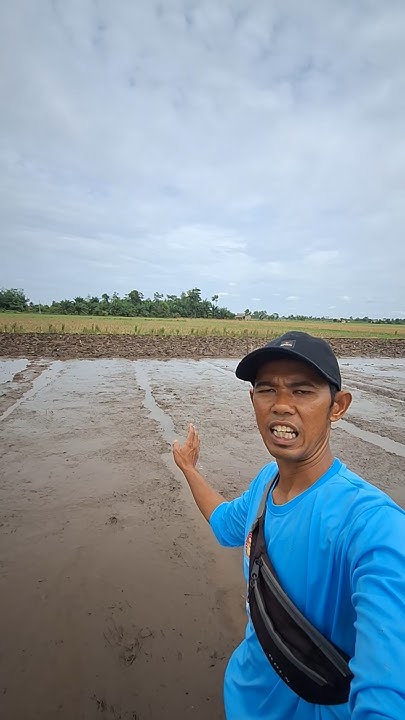 Persiapan lahan sebar benih padi ip32 - YouTube