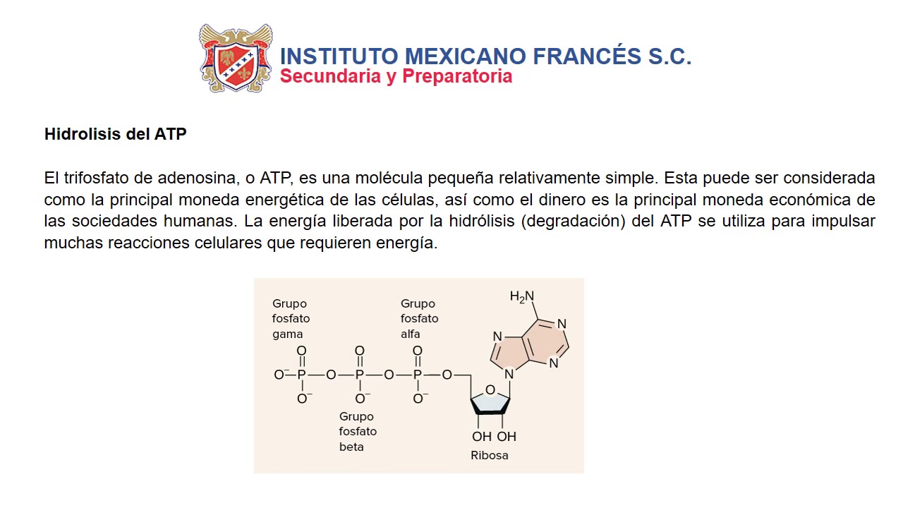 reacciones exergónicas y endergònicas - YouTube