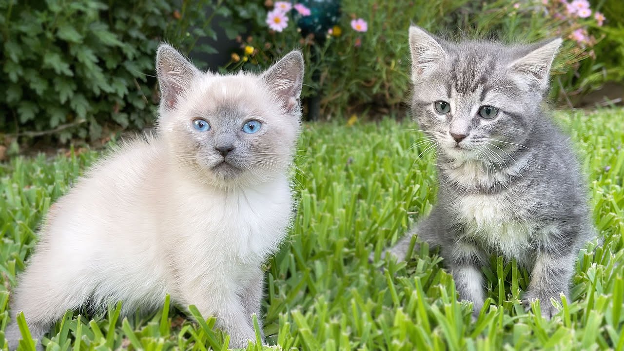 Letting My Kittens Free Outside For the First Time! - YouTube