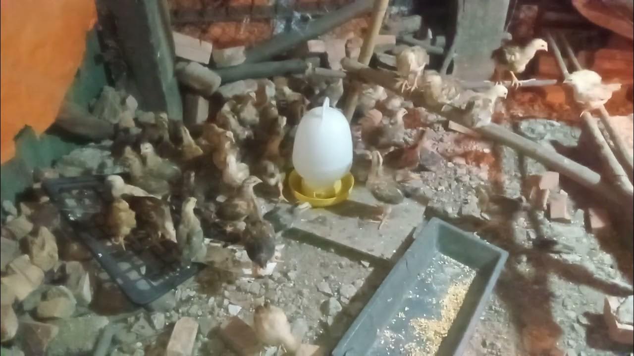 Mus hau lwm 1 tag hmo mam los saib thiab pu me nyuam qaib - YouTube