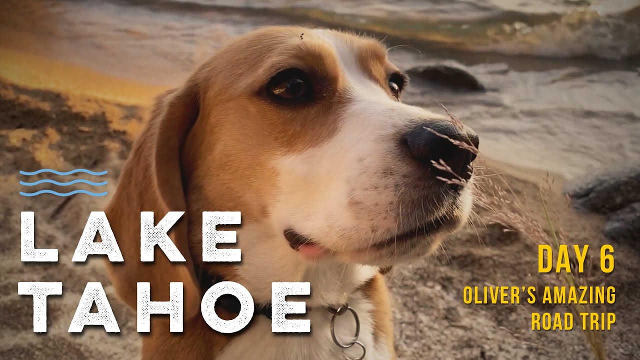 Cute beagle goes to Lake Tahoe and becomes a Californian - YouTube