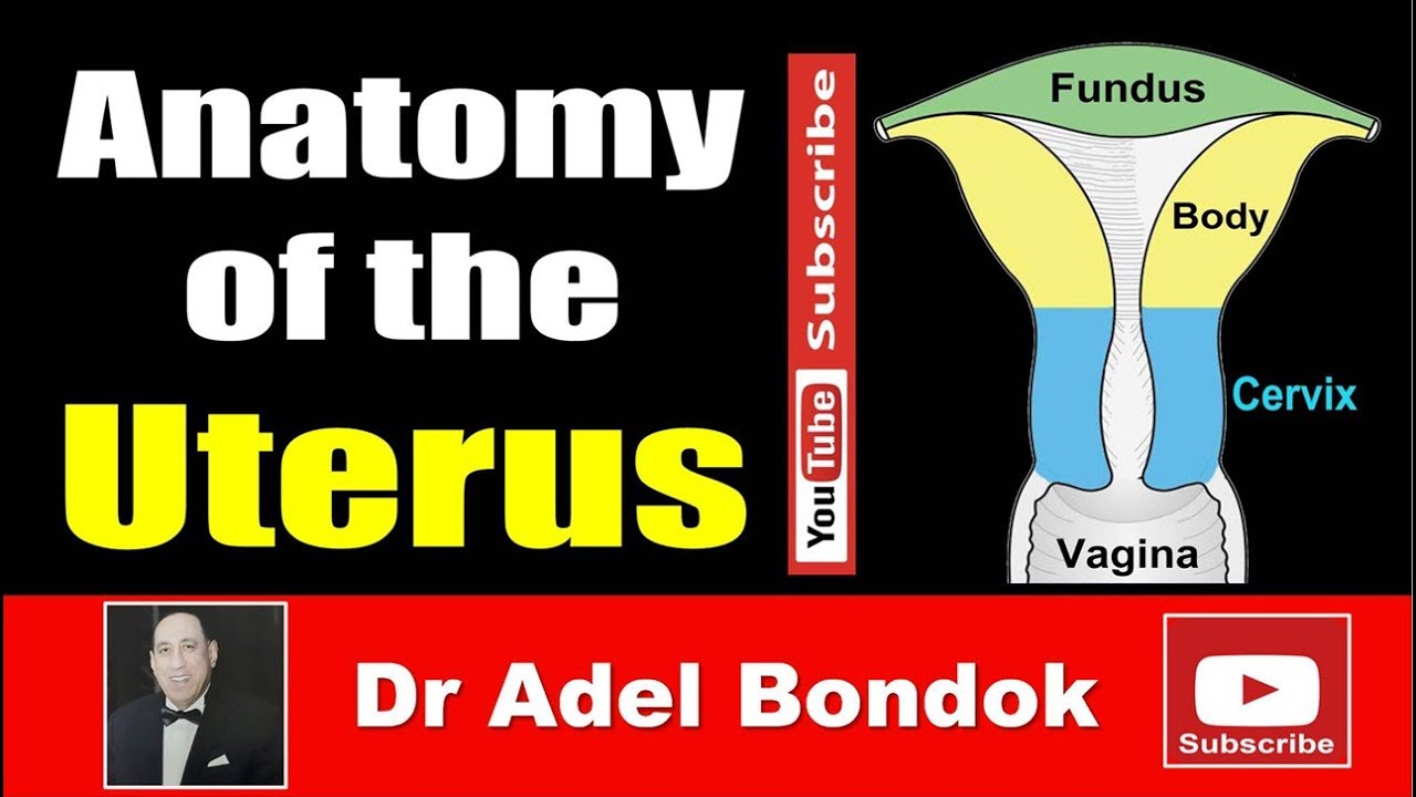Anatomy of the Uterus, Dr Adel Bondok Making Anatomy Easy - YouTube