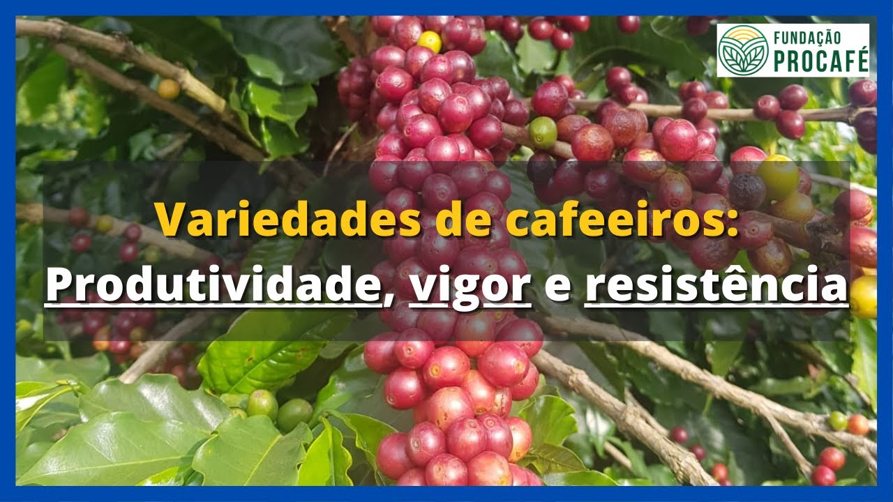 Podcast #92 - Variedades de cafeeiros: produtividade, vigor e resistência - YouTube